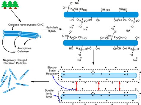 Surface Modification Via Sulfonation During Cnc Acid Production Process