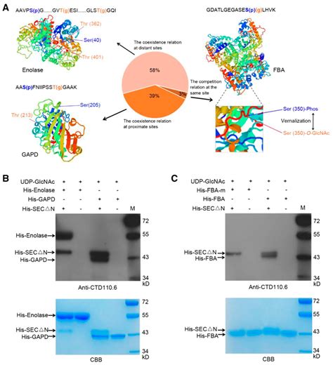 修饰蛋白组高分文章新策略：研究磷酸化和糖基化的相互影响 哔哩哔哩