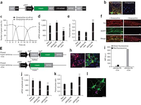 Inducible And Cre Dependent T Toxins A Schematic Of The Download