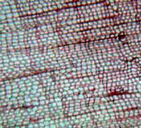 Cork Cross Section Prepared Microscope Slide