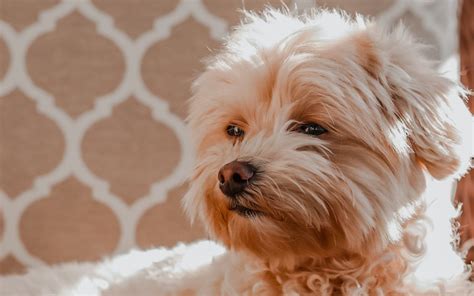 말티푸 성격과 특징 털 빠짐 알아보기 비마이펫 라이프