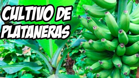 Guía Completa Cultivo De Plátano Paso A Paso Consejos Expertos ︎
