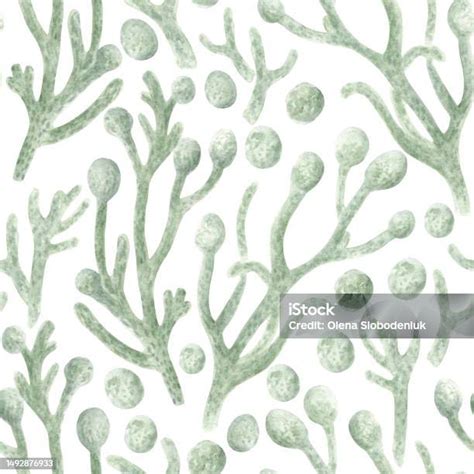 회색 녹색 가지 원활한 수채화 패턴입니다 브루니아는 열매와 줄기를 얽히게했다 0명에 대한 스톡 벡터 아트 및 기타 이미지 0