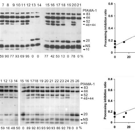 A Processing Inhibition Assay At 1100 Dilution And Invasion