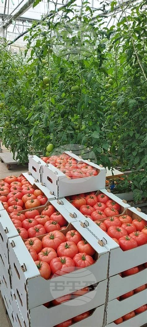 Турция премахна забраната за износ на домати Утро