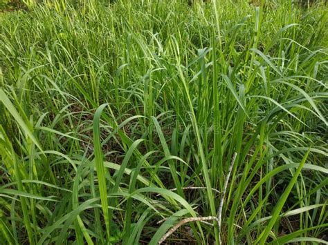 Reeds Are A Type Of Sharp Leaf Grass Weeds In Agricultural Fields