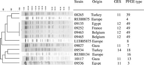 Dendrogram Of Pfge Patterns Of A Baumannii Clinical Isolates And