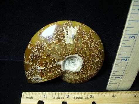 Ammonite With Suture Patterns 050822h The Stones And Bones Collection