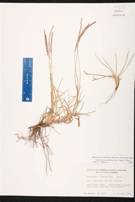 Eremochloa Ophiuroides Species Page Isb Atlas Of Florida Plants