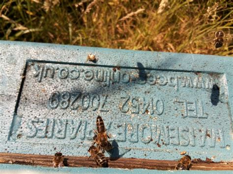 Bees Object Detection Dataset And Pre Trained Model By Tully