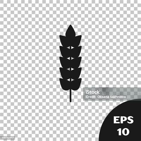 투명 한 배경에 고립 된 쌀 밀 옥수수 귀리 호밀 보리 아이콘으로 설정 된 검은 시리얼 밀 빵 기호의 귀입니다 벡터