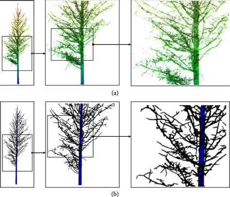 Estimation Of Larch Growth At The Stem Crown And Branch Levels Using
