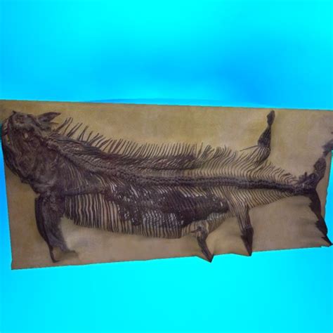 Second Life Marketplace Xiphactinus Audax Sculpted Fossil Giver 1 Prim