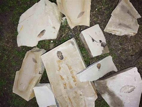 15 Million Year Old Leaf Fossils Discovered In Western Turkey Ancientist