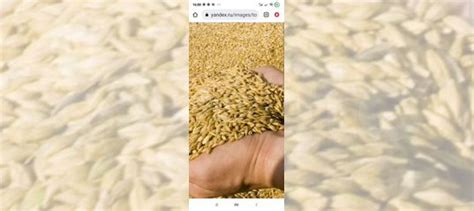 Продам зерно пшеницы ячменя купить в Красногвардейском Животные и зоотовары Авито