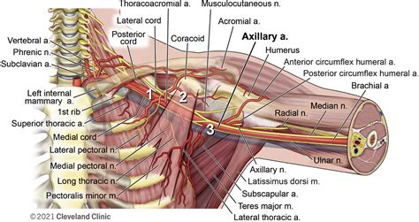 Scai Position Statement On Best Practices For Percutaneous Axillary