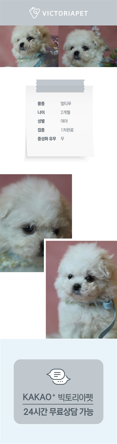 말티푸 55만원~ 스탠다드푸들분양가 일산강아지분양 말티폼 도그마루대구 인천유기견보호소 티컵강아지 단모치와와 수원강아지무료분양 빅토리아펫 강아지분양