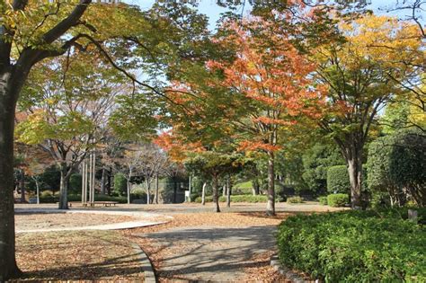 「チャリさんぽ」銀杏並木、多々羅田公園 印西おじさんぽ