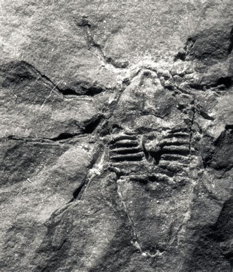 Fossil Arachnids Deposits Magazine