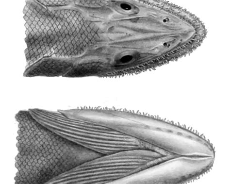 Deepsea Lizardfish Facts Diet Habitat And Pictures On Animaliabio