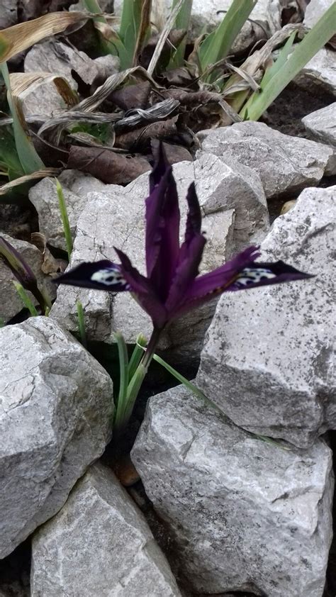Iris Reticulata Pauline Mediterranean Garden Iris Reticulata Plants