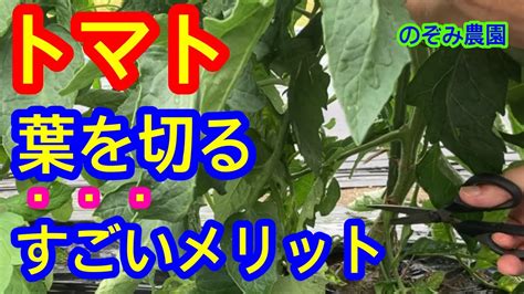 トマトの葉欠きトマトの葉欠き摘葉の意外な効果について解説しますトマトの実がなりにくい方是非みて下さい YouTube