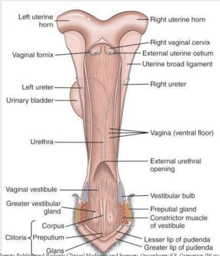 Introduction To Rabbit Surgery Week Flashcards Quizlet