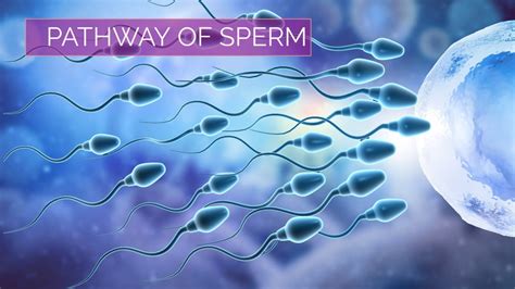 Pathway Of Sperm Male Reproductive System YouTube