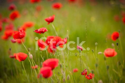 필드에 빨간 양 귀 비 스톡 사진 Freeimages