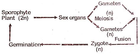 What Is Algae The Life Cycle Of Algae Guide 2025