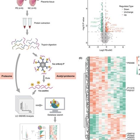 Proteome Profiling In Placental Tissues A Flowchart Of The