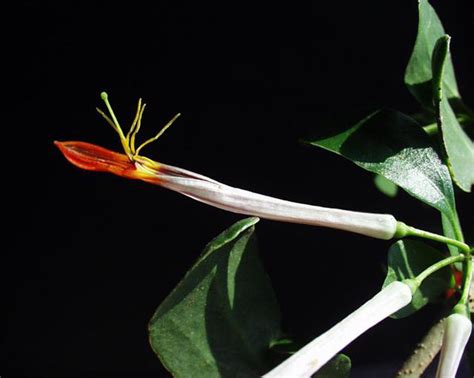 Parasitic Plant Connection Loranthaceae