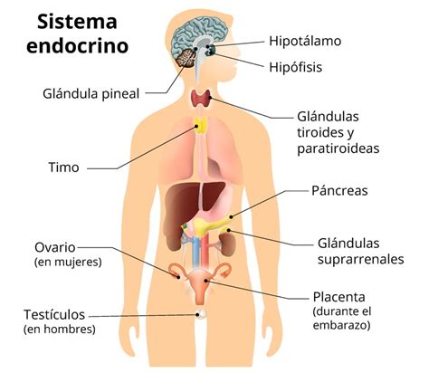 Sistema Endocrino Dibujo