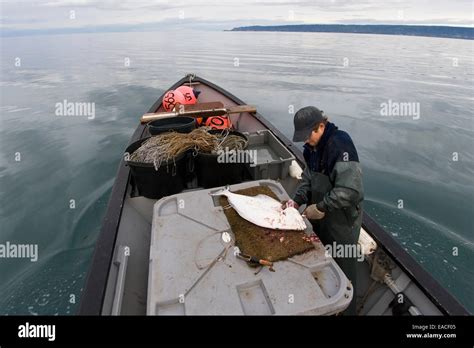 Commercial Halibut Fishing By Hand Using Longline Gear Out Of An Open