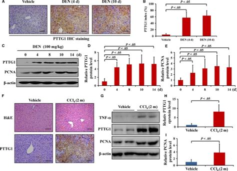 Pttg1 Is Involved In Tnf‐α‐related Hepatocellular Carcinoma Via The Induction Of C‐myc Pmc