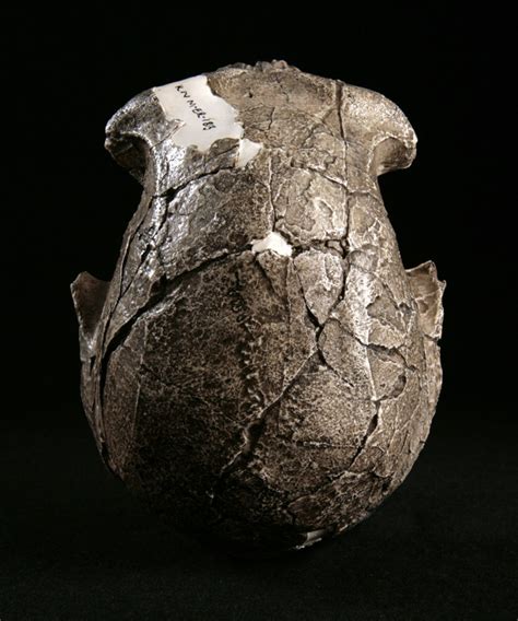 Hominid Skull Homo Habilis Knm Er 1813