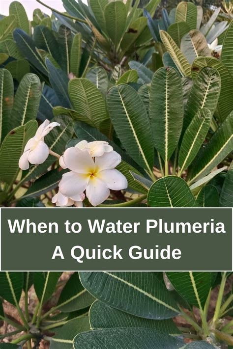How To Propagate Plumeria Cuttings In 5 Easy Steps Plumeria Care Beautiful Flowers Garden