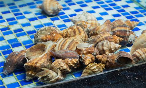 大海螺图片素材 大海螺设计素材 大海螺摄影作品 大海螺源文件下载 大海螺图片素材下载 大海螺背景素材 大海螺模板下载 搜索中心