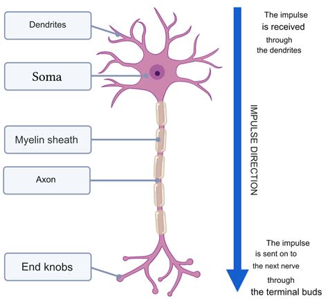 Nerve Cell Brain Cell Insight Could Lead To New Treatments For
