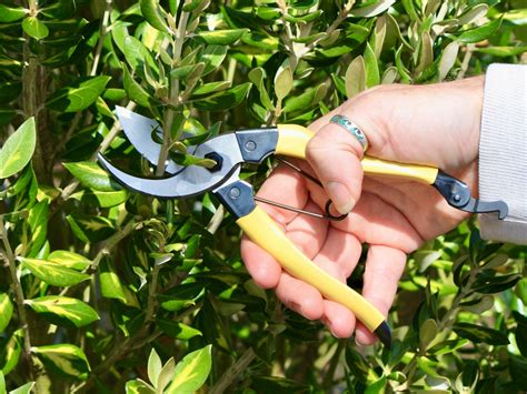 Anvil Or Bypass Which Type Of Secateurs Is Best For You Dan Cooper