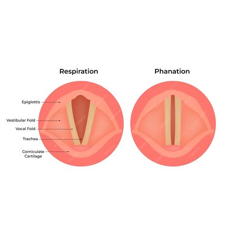 Vocal Cord Anatomy Respiration Vs Phonation เวกเตอร์พรีเมียม