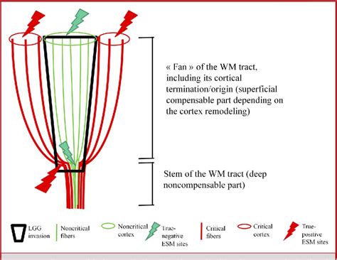 Figure 2 From Nuancing The Limitations Of Axonal Plasticity In World