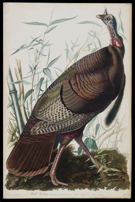 The Great American Cock Graphic Arts