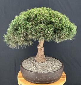 Dwarf Mugo Pine Bonsai Treepinus Mugo Gnom