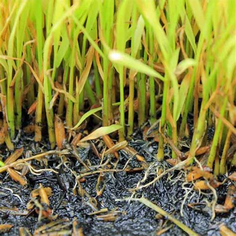 ปลูกเองกินเอง โรคเน่าคอดิน Damping Off เชื้อสาเหตุ