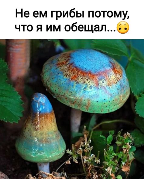 Самые необычные грибы 67 фото