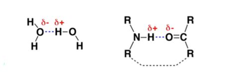 BIOC 3022 Exam 1Co Flashcards Quizlet