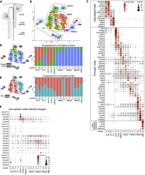 Single Cell Profiling Reveals Sex Lineage And Regional Diversity In The Mouse Kidney