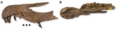 Baryonyx Wikipedia
