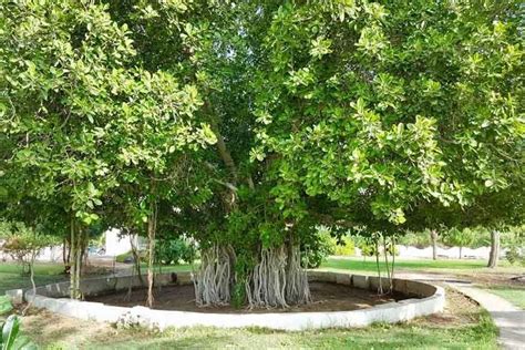 مکان های دیدنی کیش که نباید از دست شان بدهید مجله سفر و گردشگری تورمس